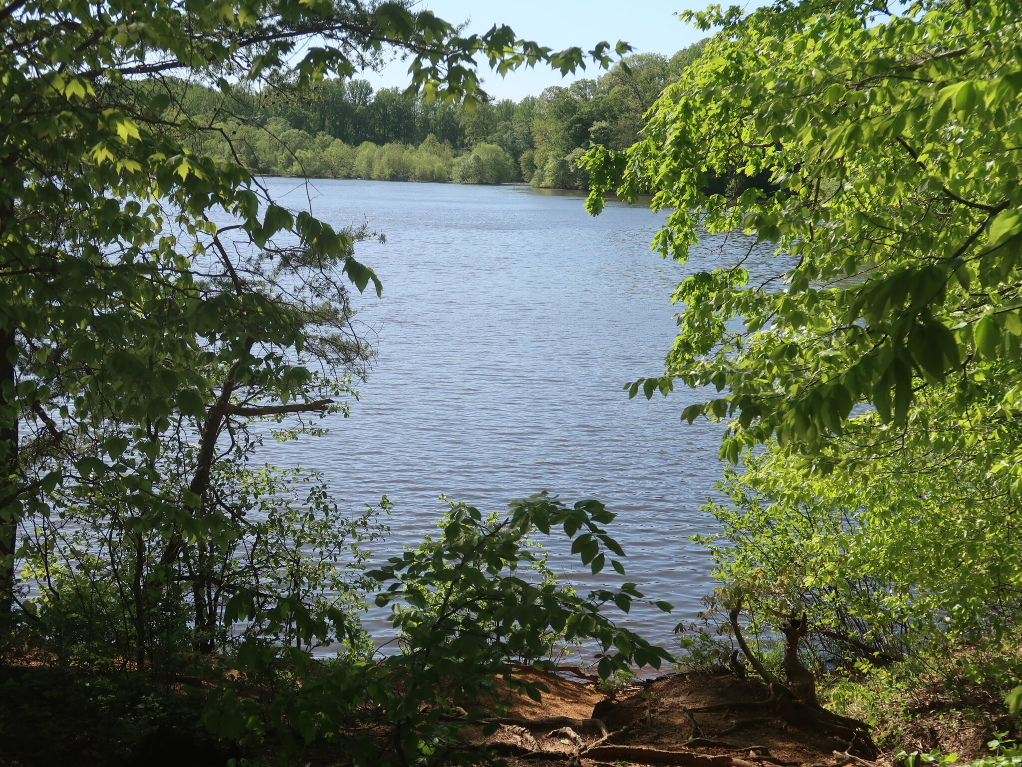 A fix for Lake Accotink is years away - Annandale Today